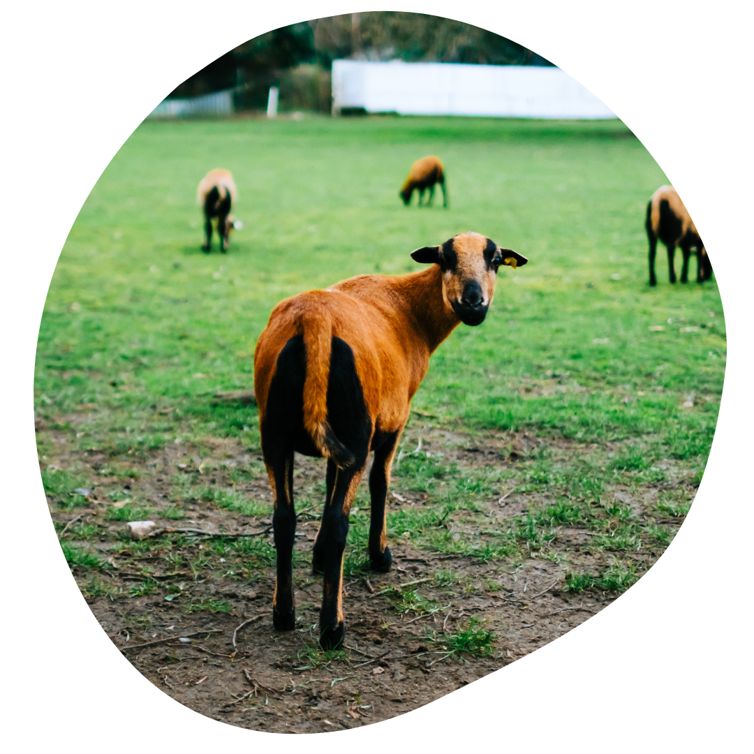 Eurial Ibérica Nosotros - Eurial Ibérica